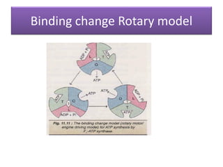 Biological oxidation L5 (oxidative phosphorylation) pdf | PPT