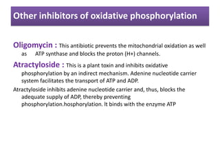 Biological oxidation L5 (oxidative phosphorylation) pdf | PDF