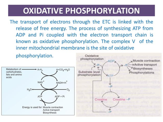 Biological oxidation L5 (oxidative phosphorylation) pdf | PPT
