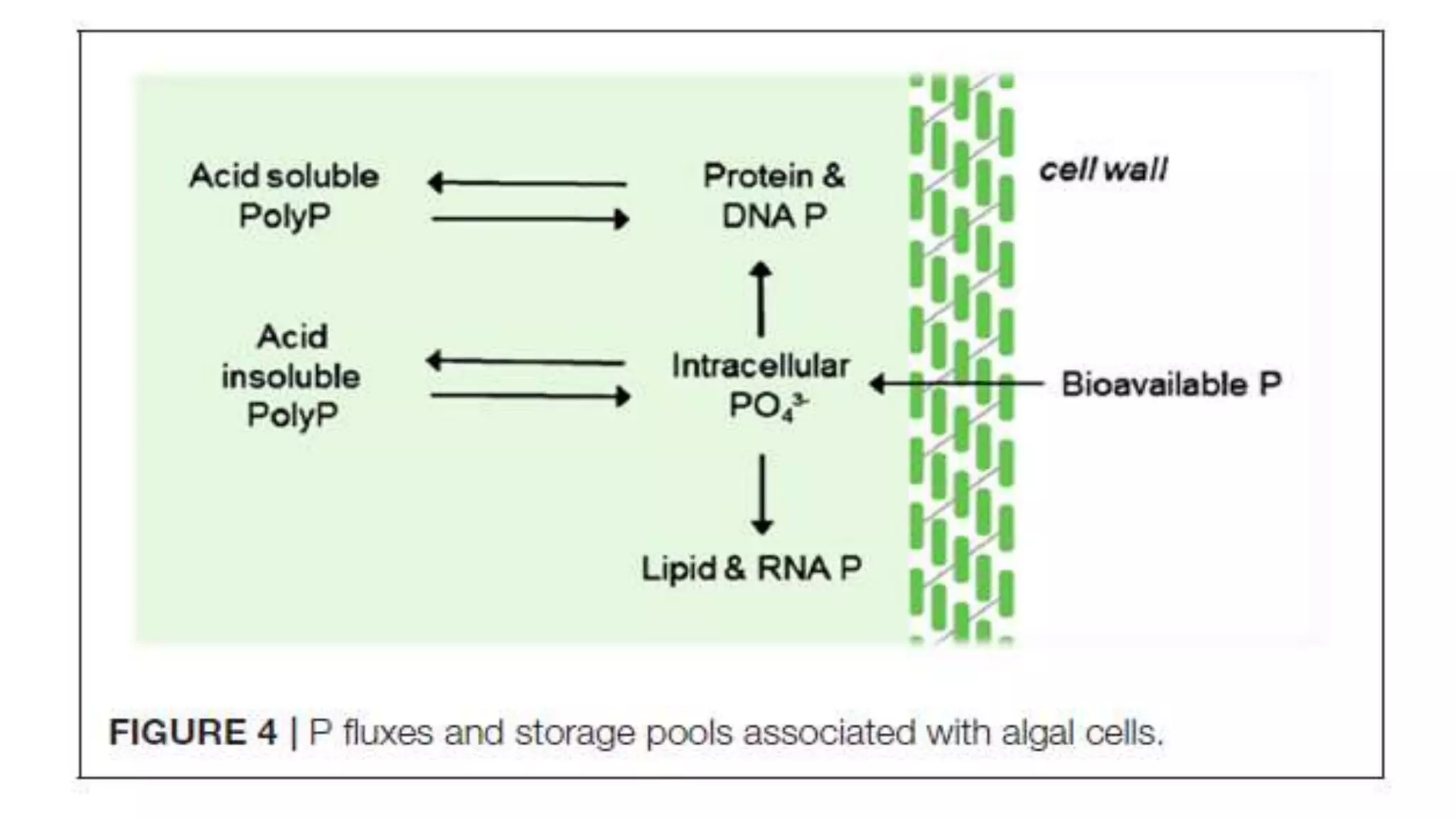 Biological phosphorus removal for waste water treatment | PPTX