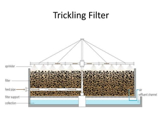 Biological processes | PPT