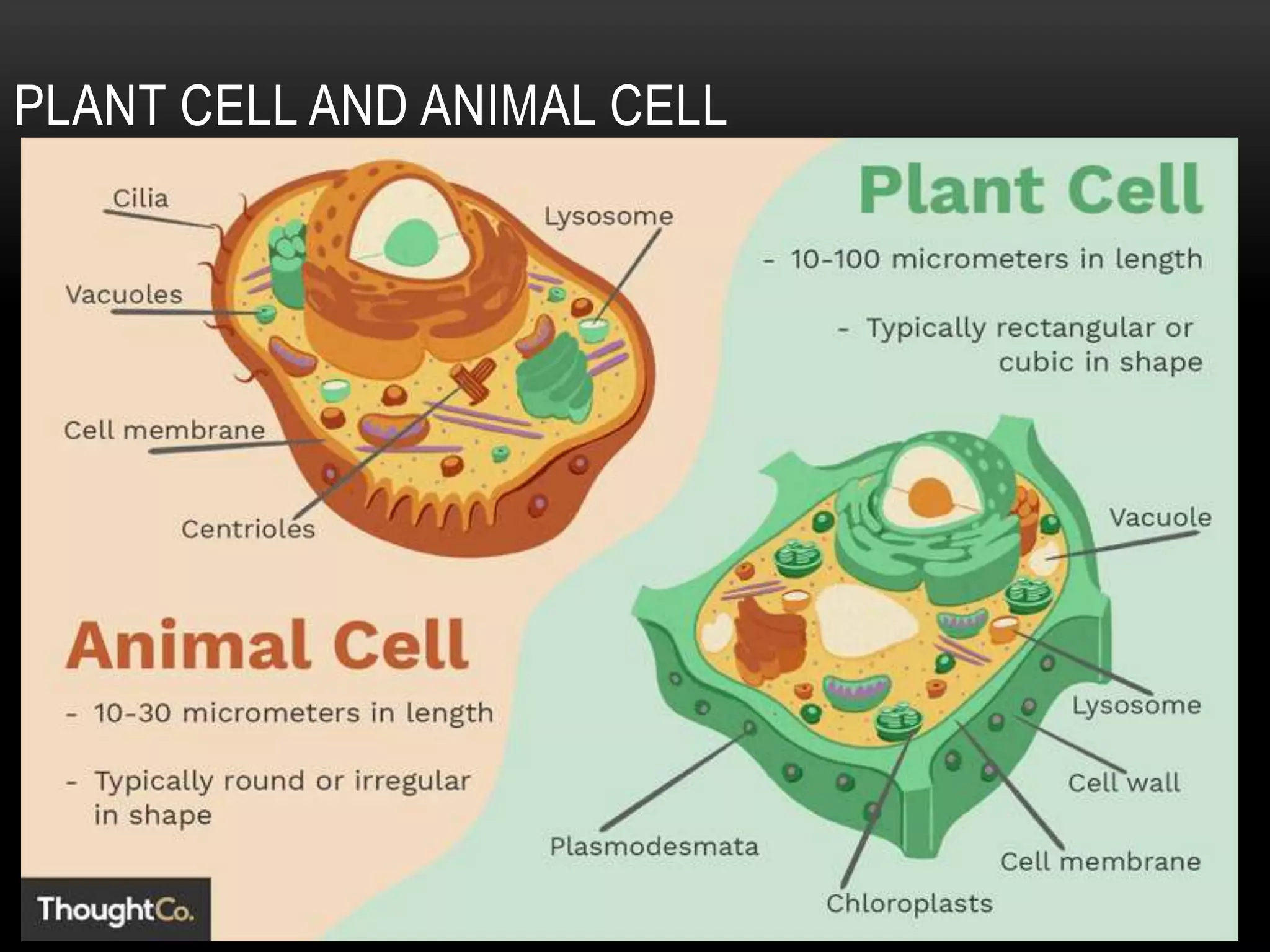 Biological processes | PPTX