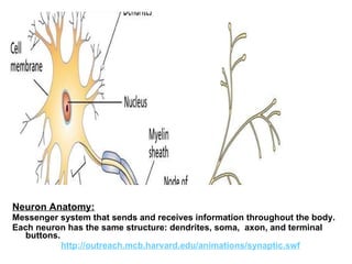Biological Processes 2009 | PPT | Brain and Nervous System Disorders ...