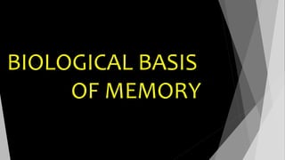 Biological process of memory | PPT