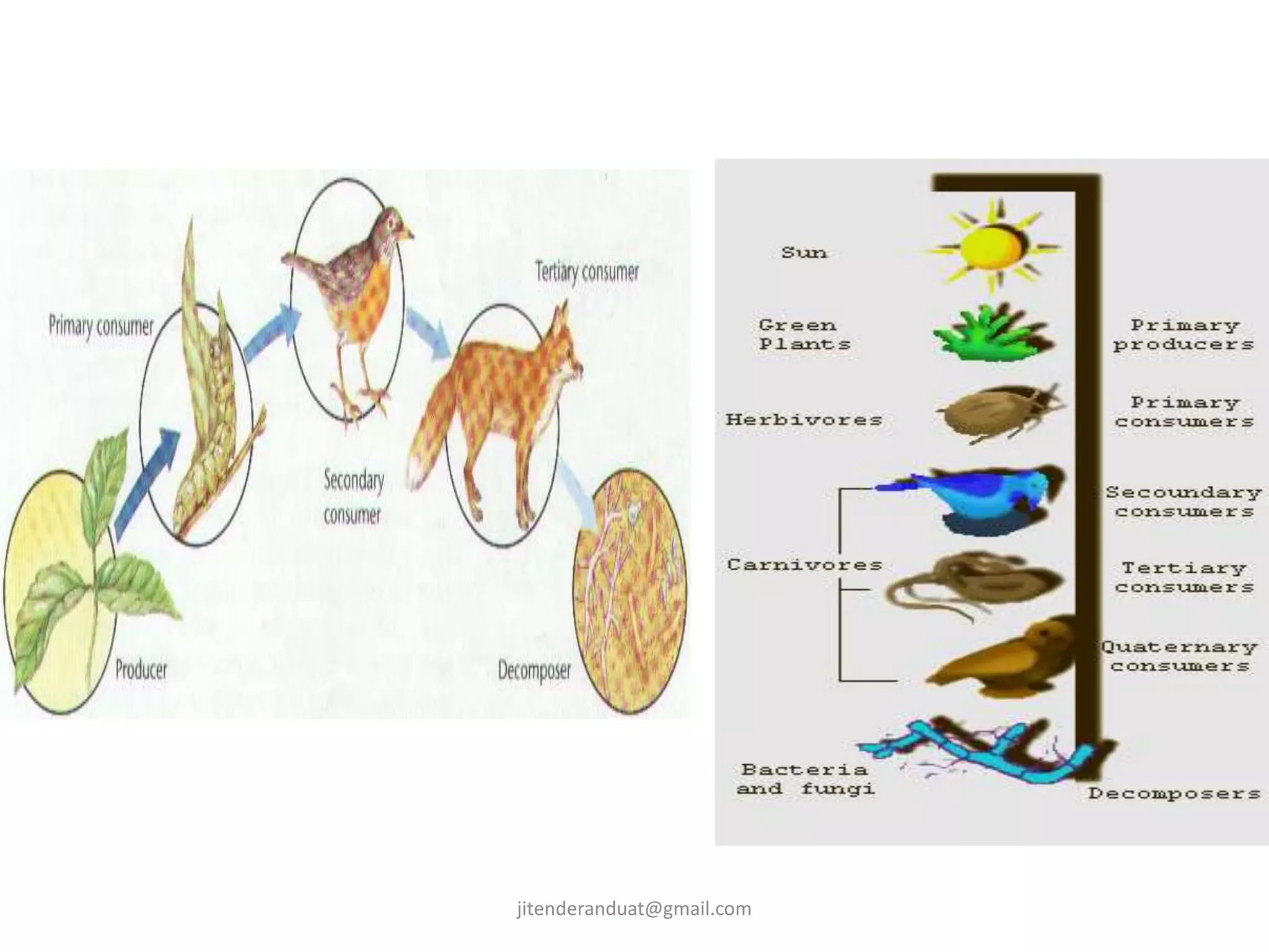 Biological productivity of water bodies | PPTX