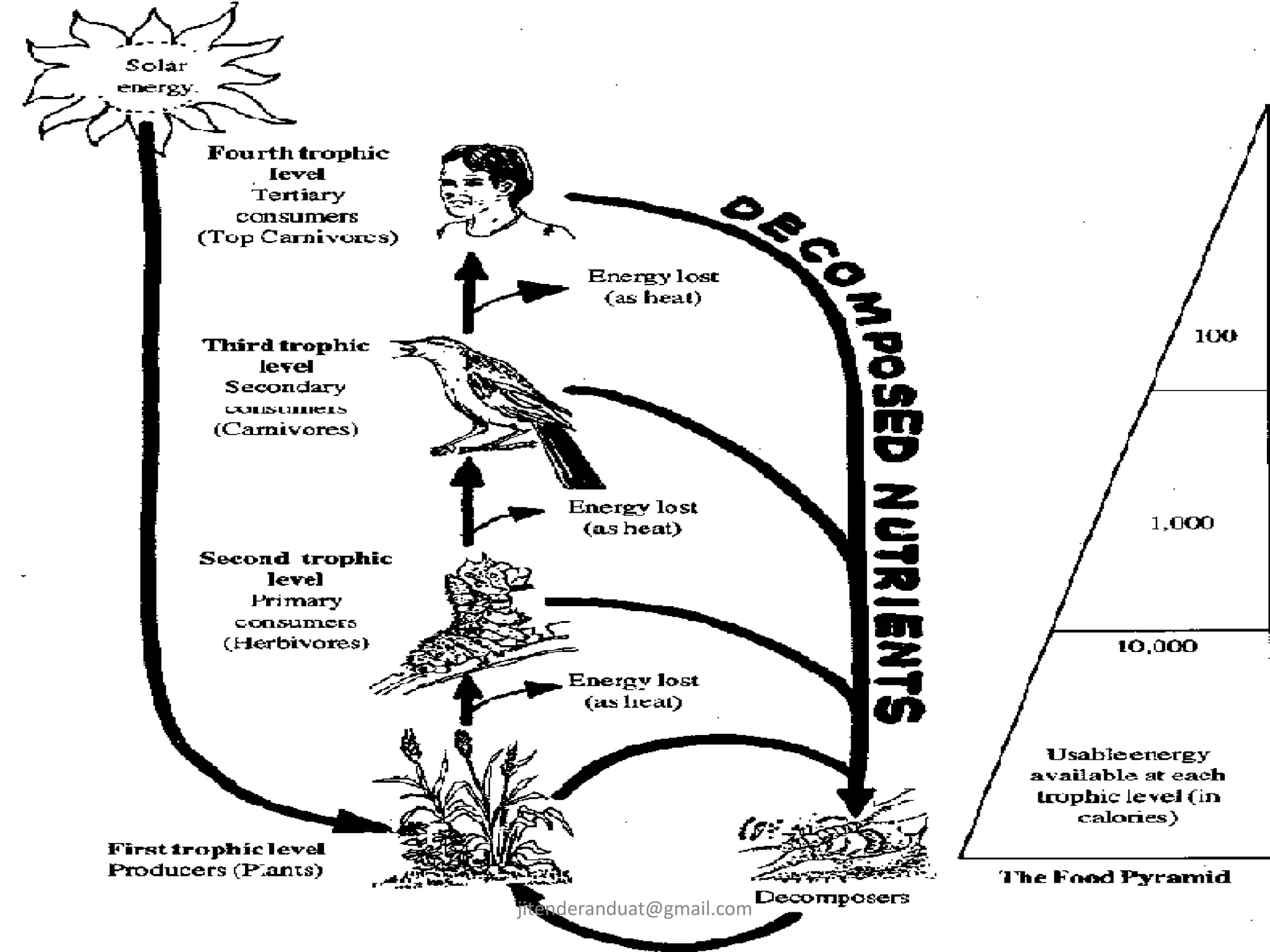 Biological productivity of water bodies | PPTX