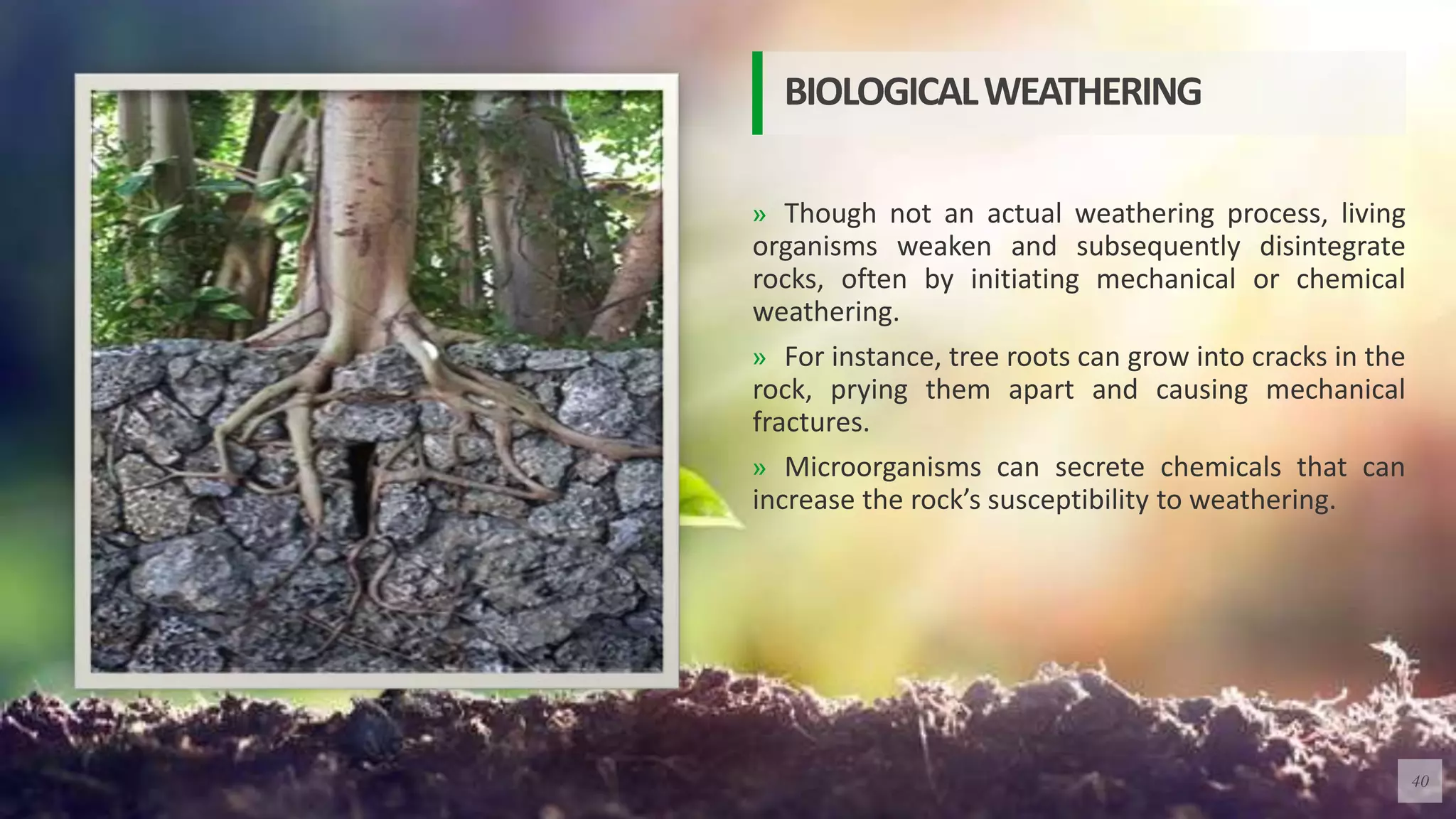Biological properties of soil and biodiversity | PPTX