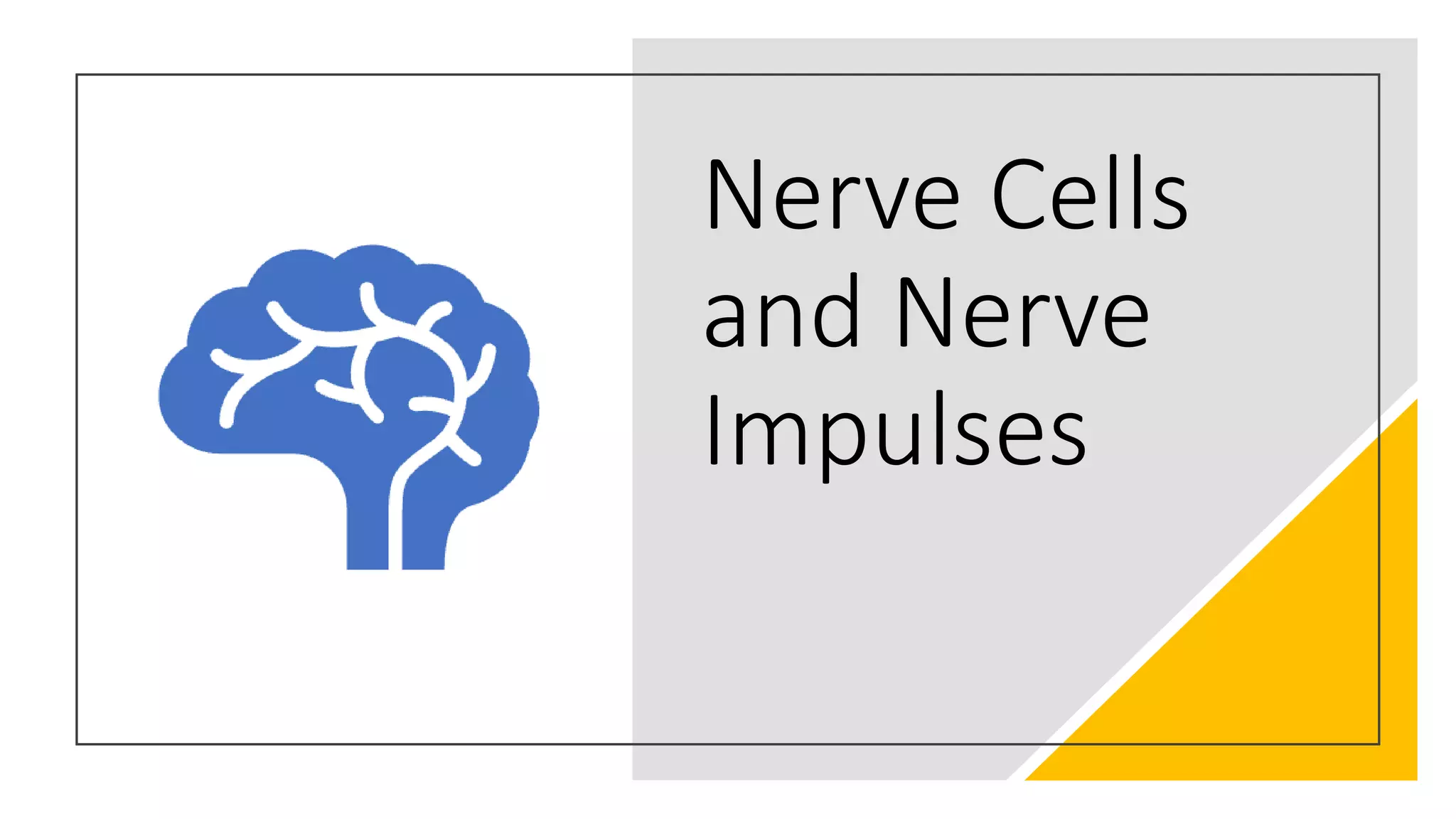 Intro to Neurons and Nerve Impulses | PPTX | Brain and Nervous System Disorders | Diseases and ...