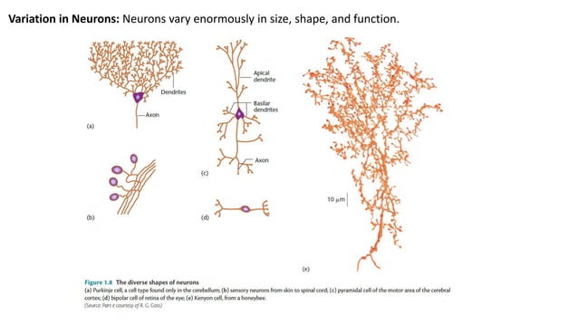 Intro to Neurons and Nerve Impulses | PPTX | Brain and Nervous System Disorders | Diseases and ...