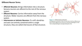Intro to Neurons and Nerve Impulses | PPTX