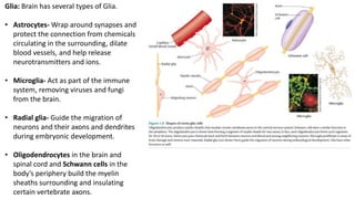 Intro to Neurons and Nerve Impulses | PPTX | Brain and Nervous System ...