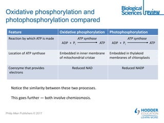 BiologicalReview29_4_ATP_Presentation (1).pptx