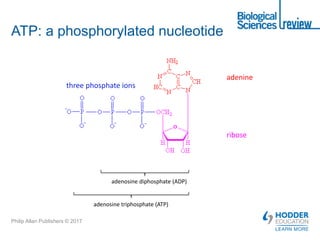 BiologicalReview29_4_ATP_Presentation (1).pptx