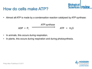 BiologicalReview29_4_ATP_Presentation (1).pptx