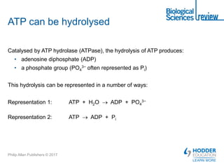 Hydrolysis Of Atp Equation