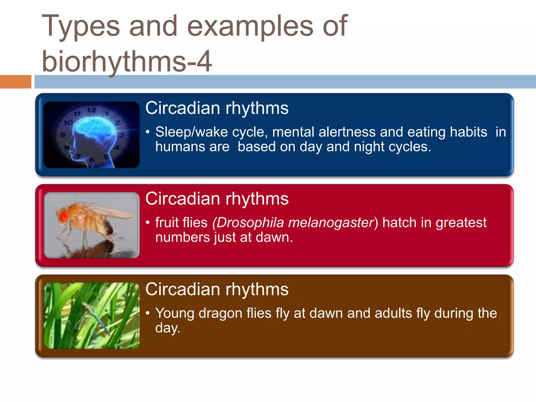 Biological rhythms | PPTX