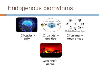 Biological rhythms | PPTX