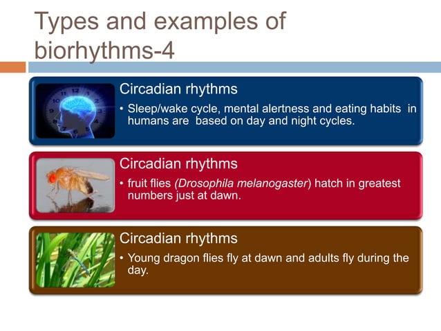 Biological rhythms | PPT