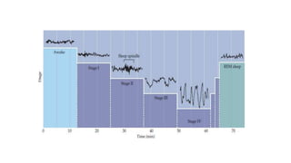 Biological rhythms | PPTX