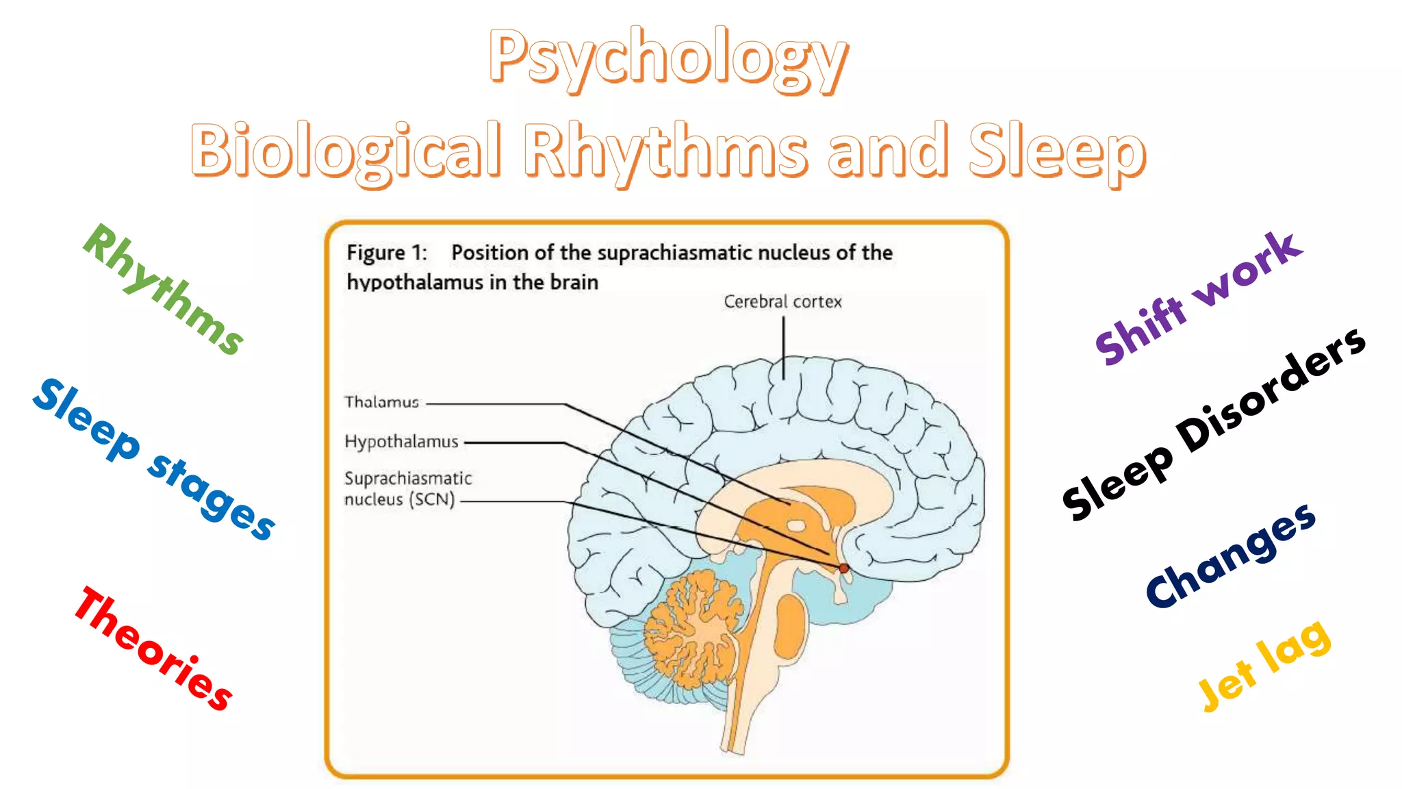 Biological rhythms and sleep | PPTX