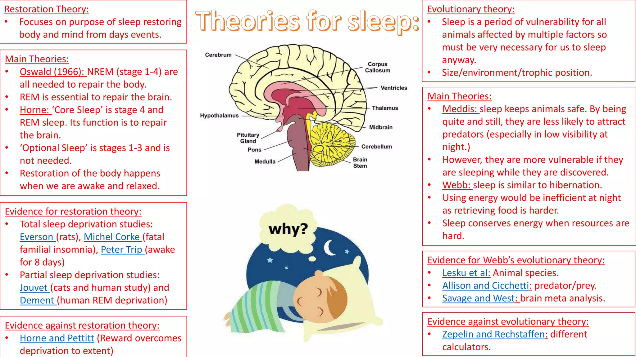 Biological rhythms and sleep | PPTX