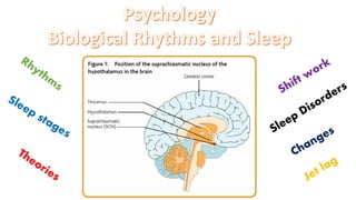 Biological rhythms and sleep | PPTX
