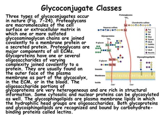 Biological role of peptidoglycans, glycasoaminoglycans, lectins.ppt