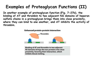 Biological role of peptidoglycans, glycasoaminoglycans, lectins.ppt