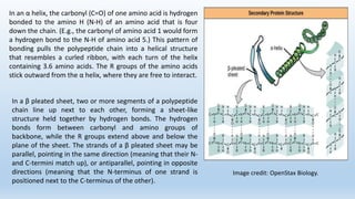 Biological roles of proteins | PPTX