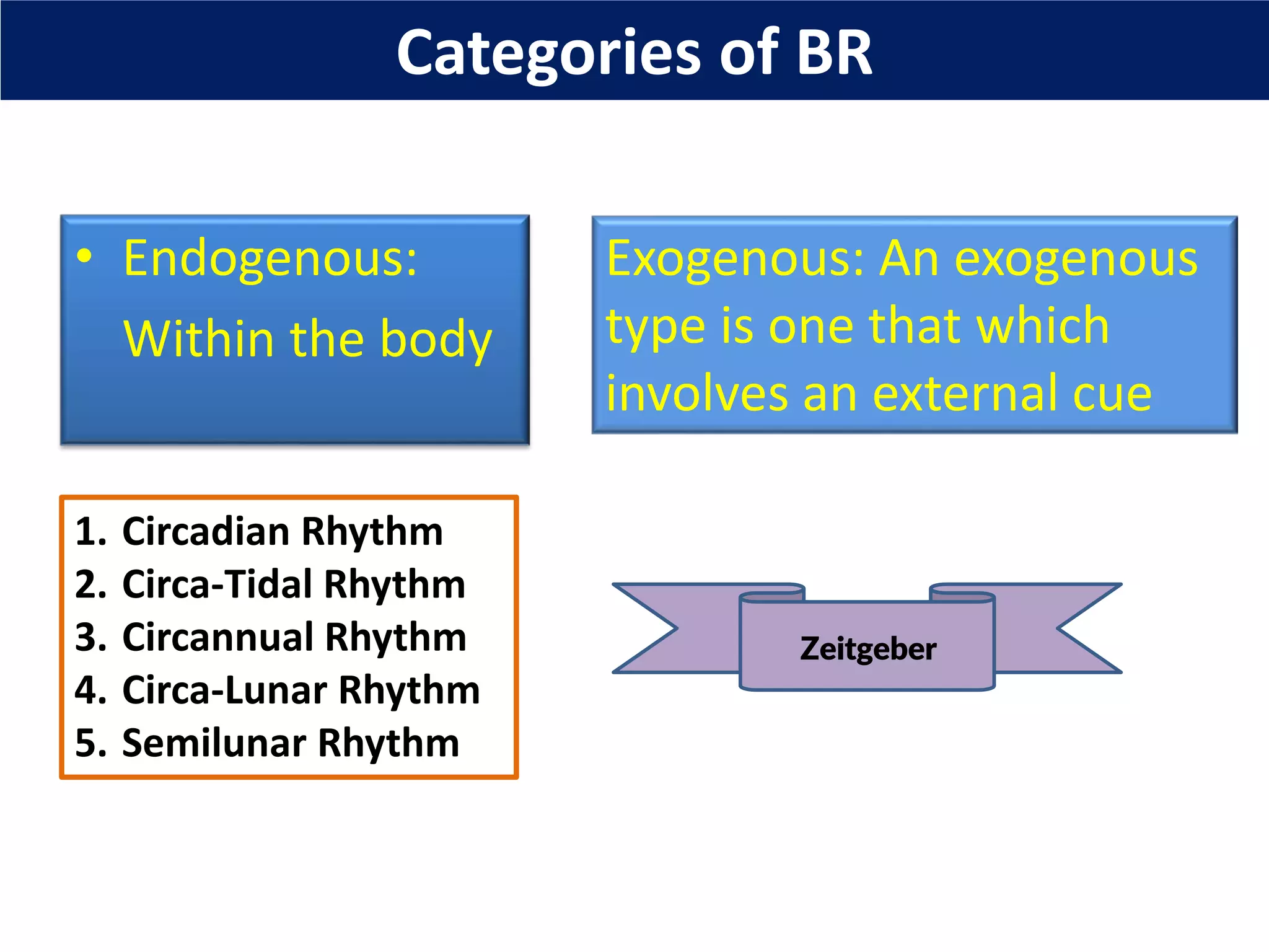 Biological rythm | PDF