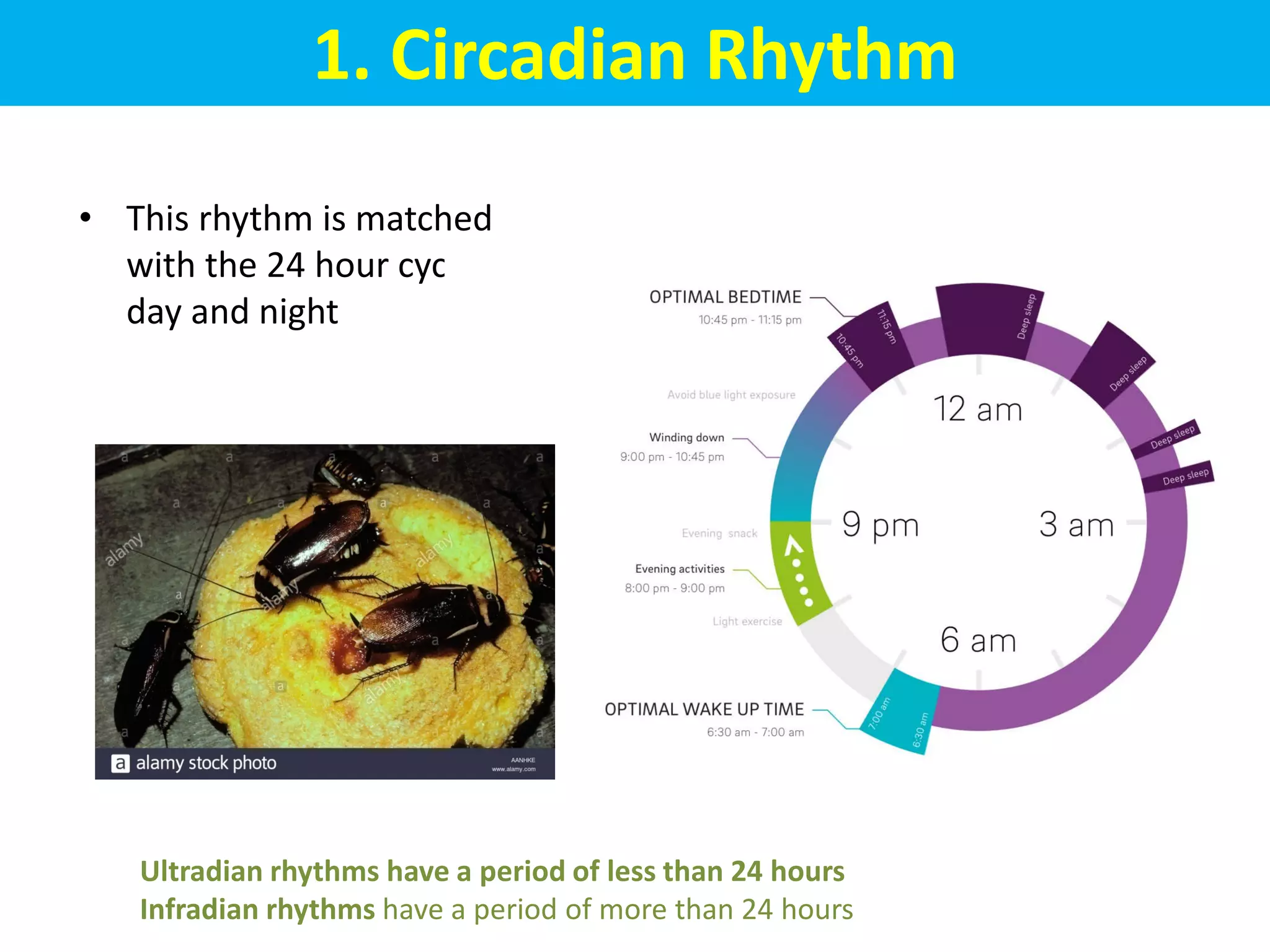 Biological rythm | PDF