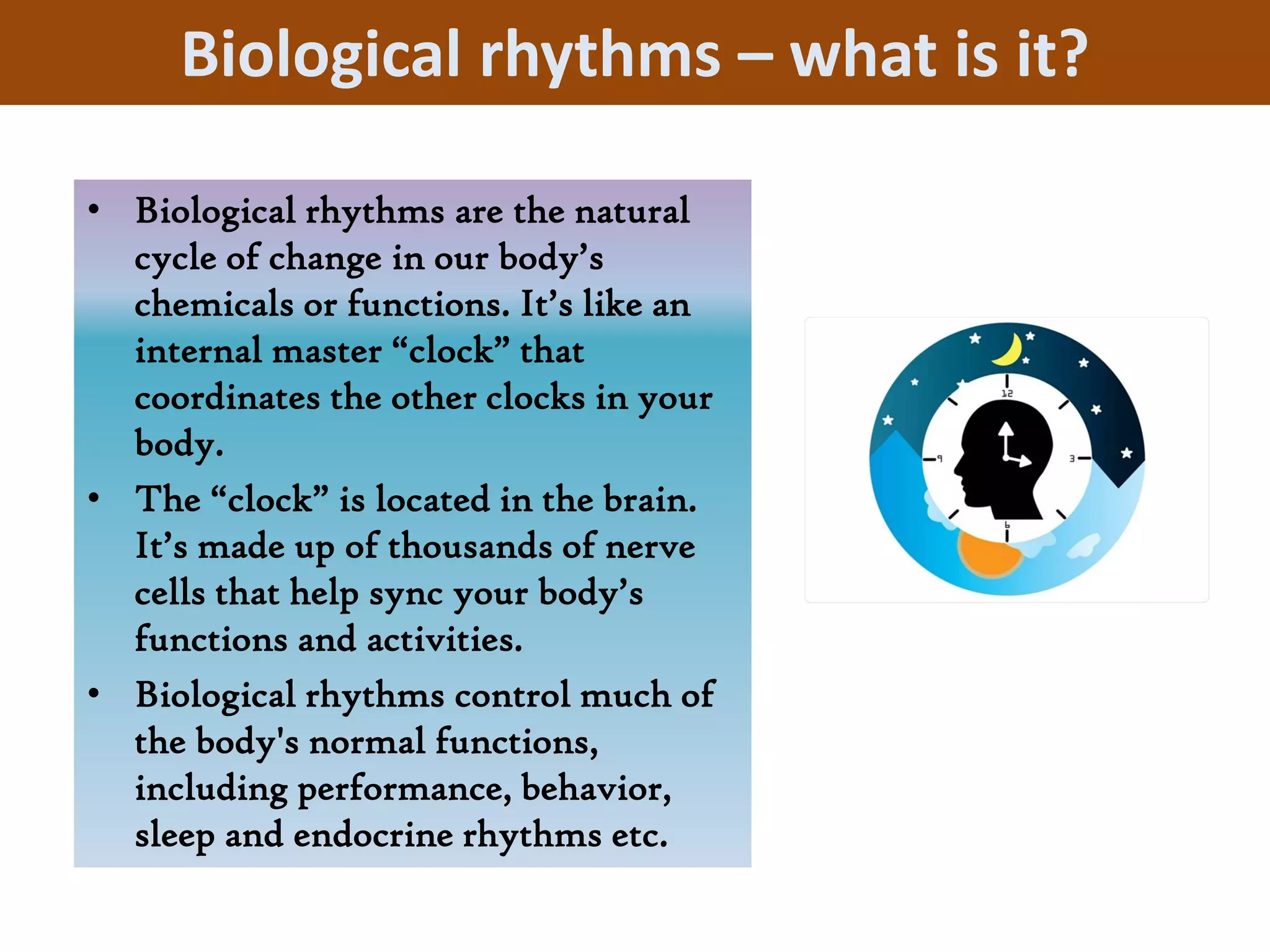 Biological rythm | PDF