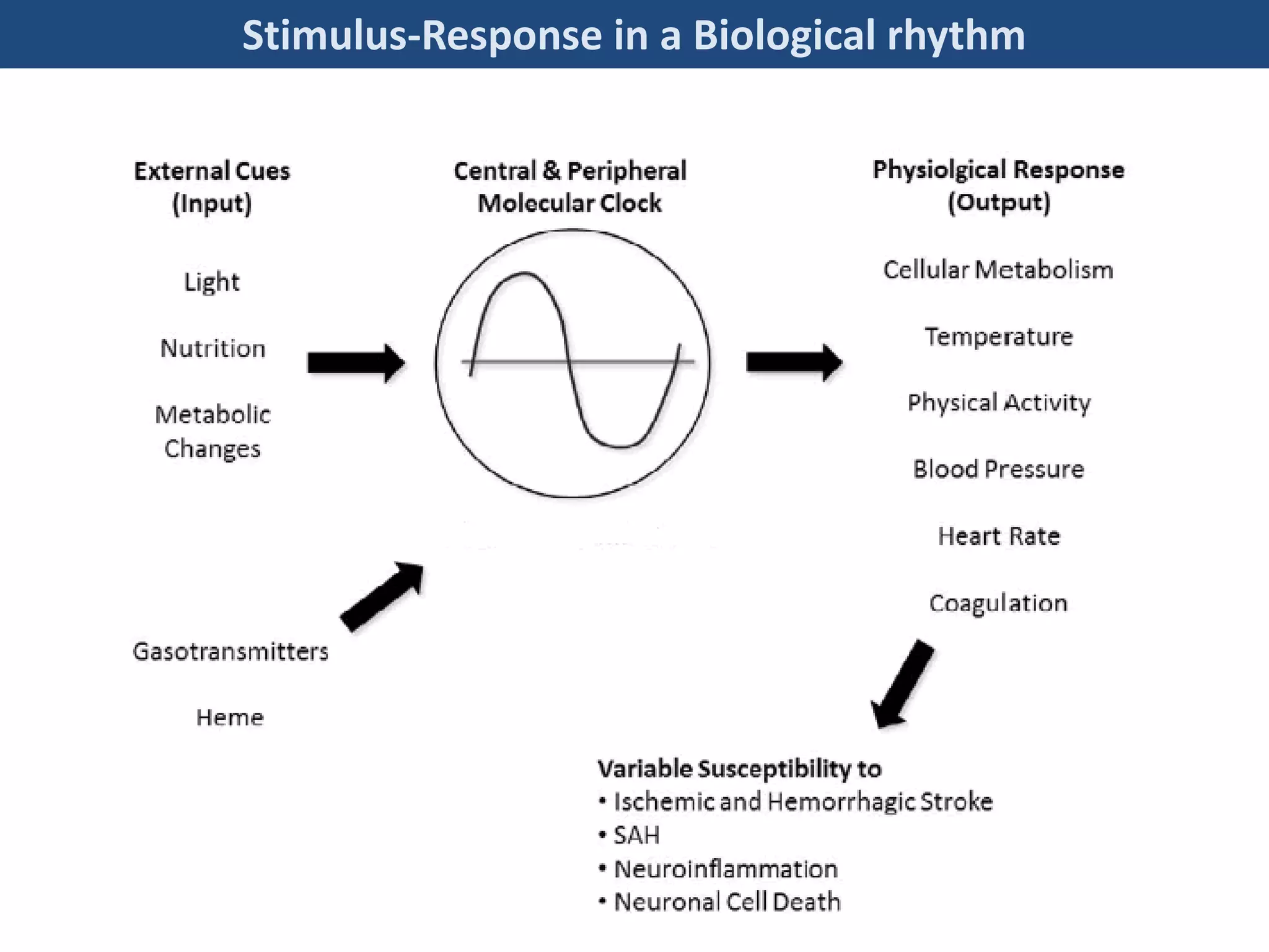 Biological rythm | PDF