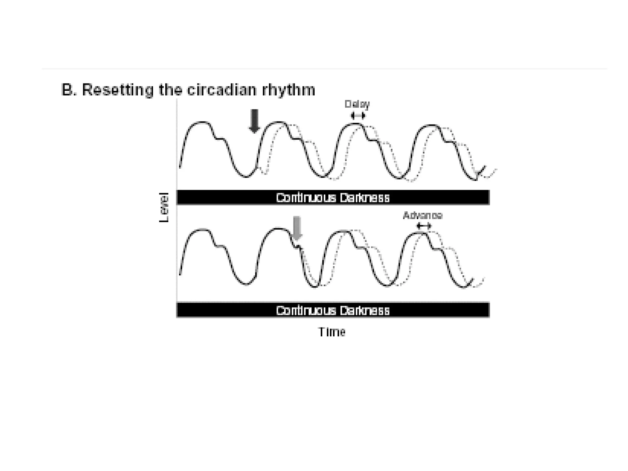 Biological rythm | PDF