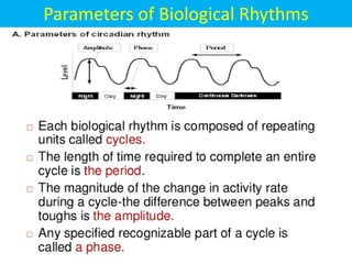 Biological rythm | PDF