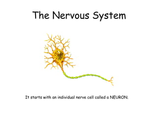 Neuropsychology | PPT
