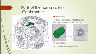 Biological science(cell) | PPTX