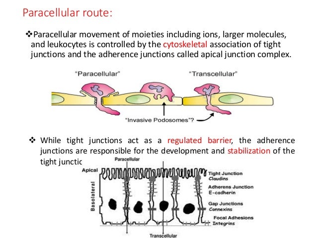 Biological transport of nanoparticles