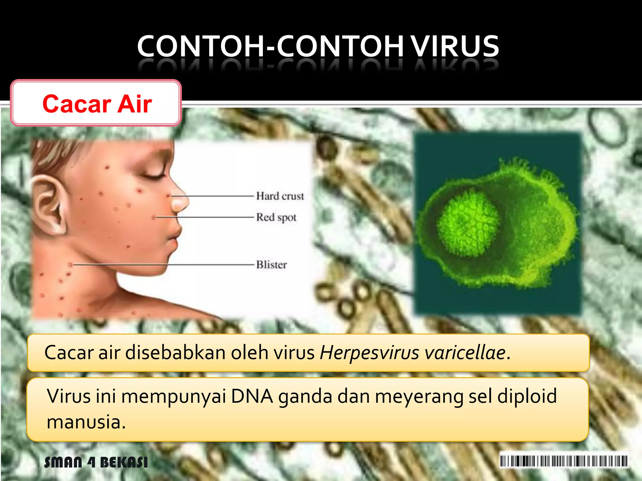Materi biologi - Virus .ppt presentation | PPSX