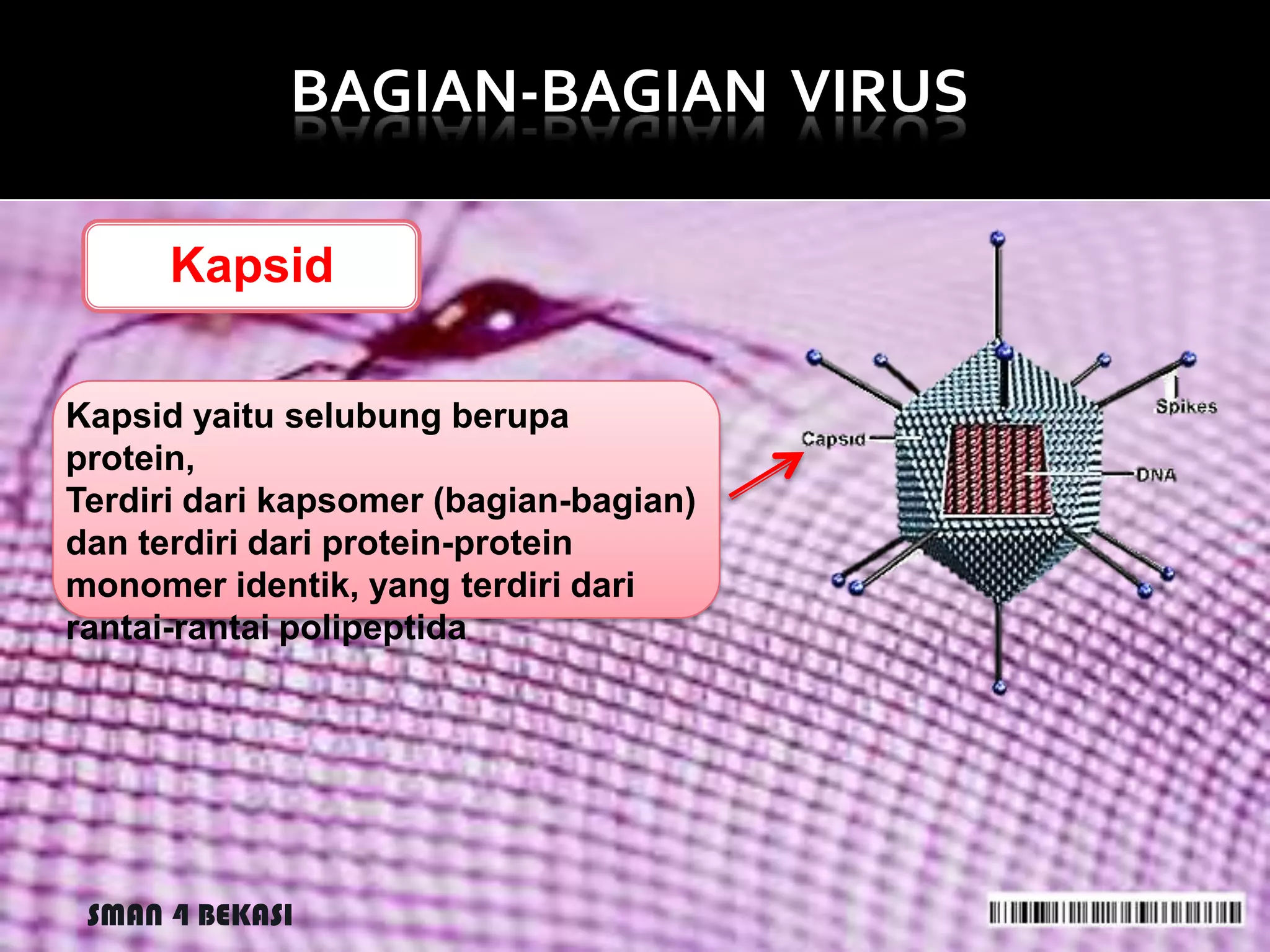 Materi biologi - Virus .ppt presentation | PPSX