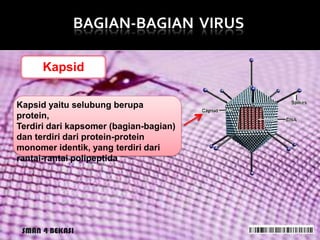 Materi biologi - Virus .ppt presentation | PPSX