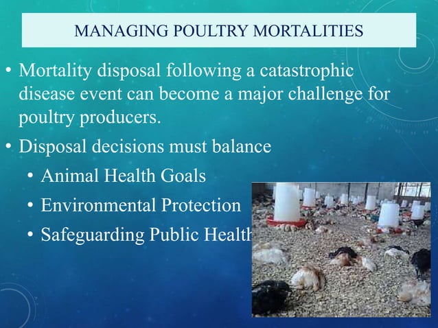 Biological wastes of Livestock and poultry and disposal through ...