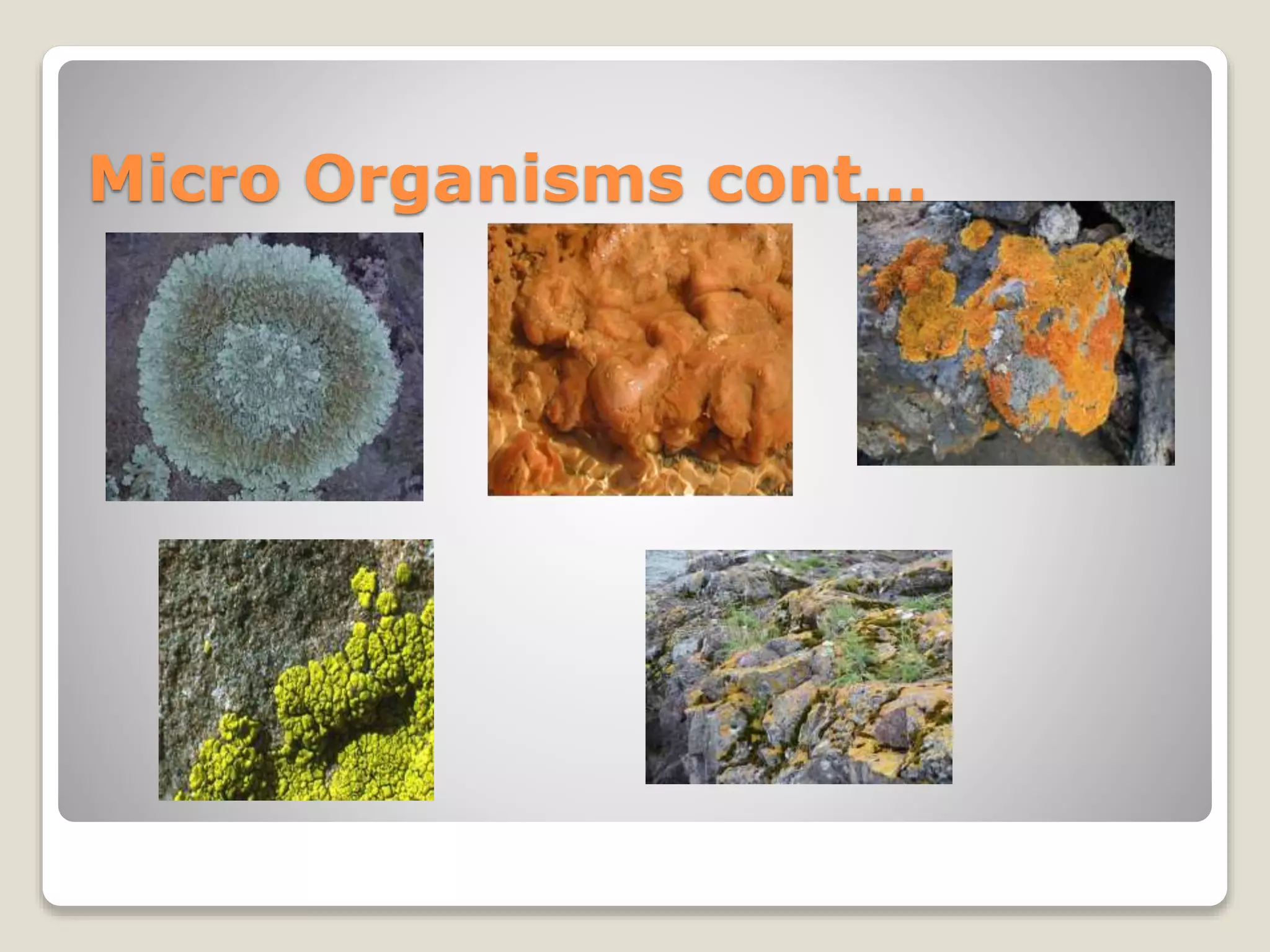 Biological Weathering | PPTX