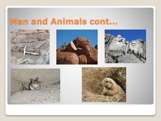 Biological Weathering Animals