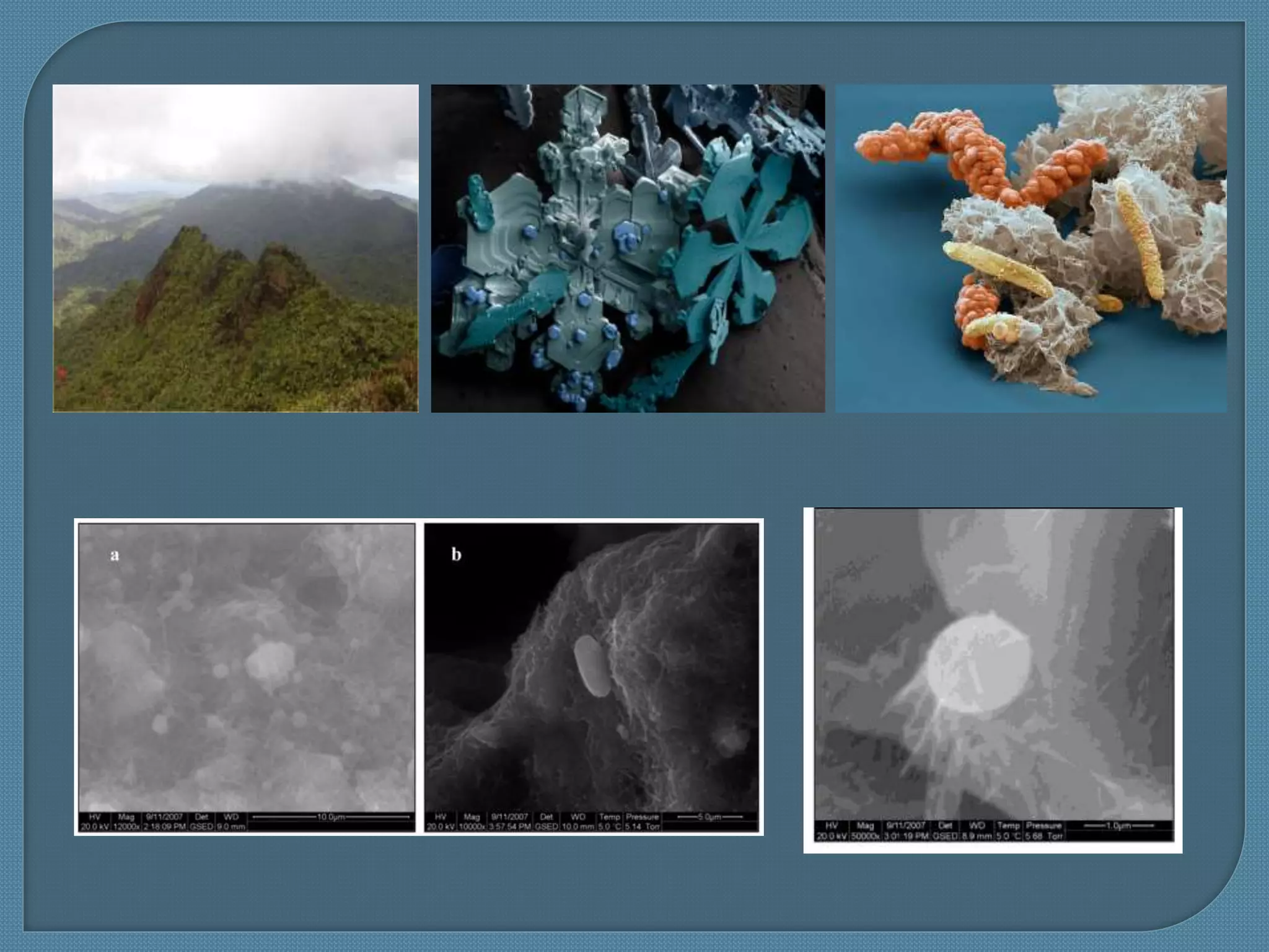 Biological weathering | PPTX