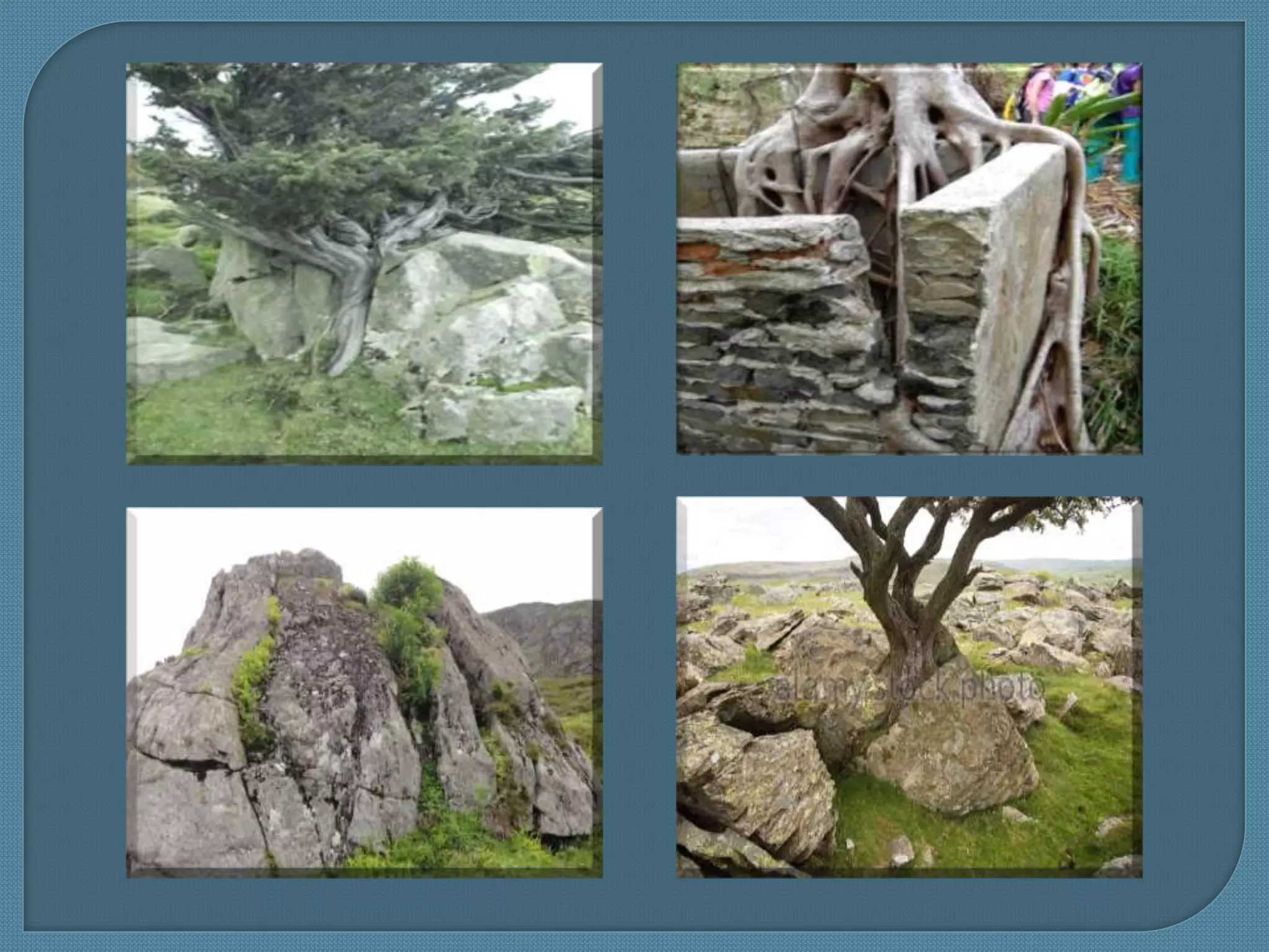Biological weathering | PPTX