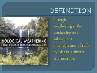 Biological weathering | PPTX