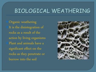Biological weathering | PPTX