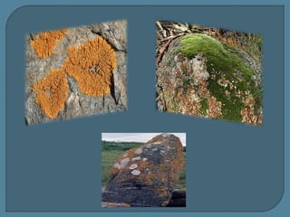 Biological weathering | PPTX