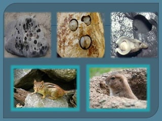 Biological Weathering Animals